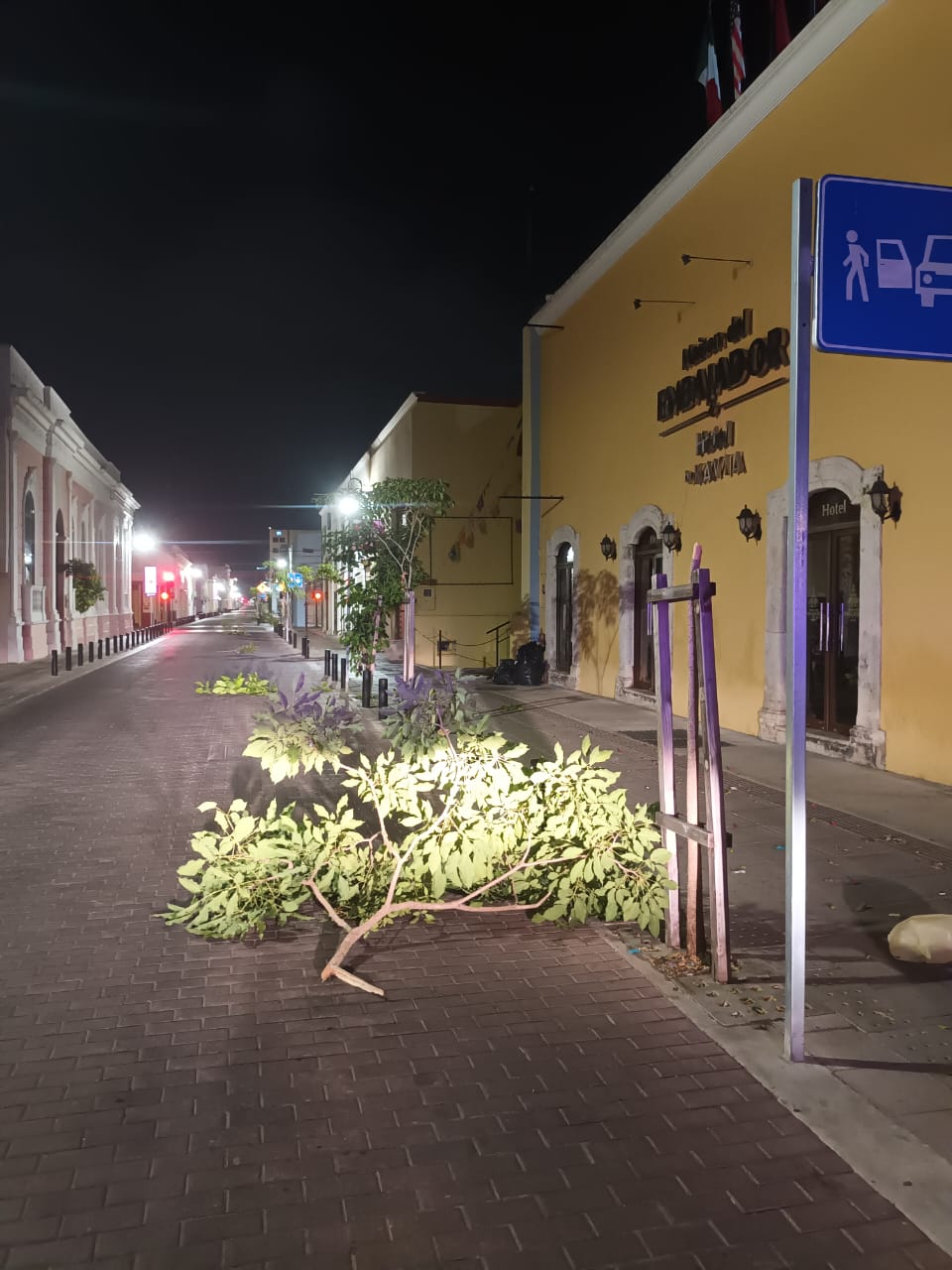 Por dañar 25 árboles de maculis una persona fue detenida. - SR NOTICIA